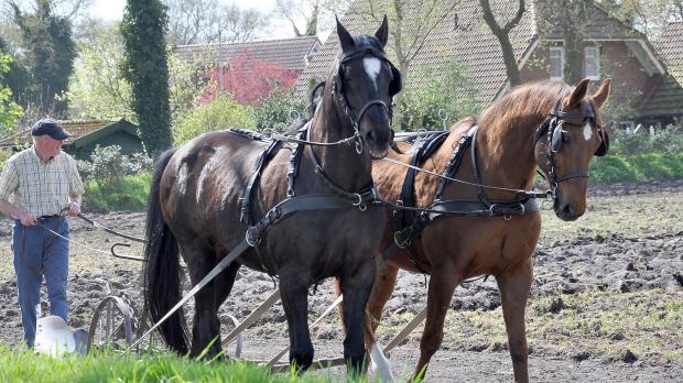Pferd und Pflug sind im Einsatz - Ostfriesen-Zeitung