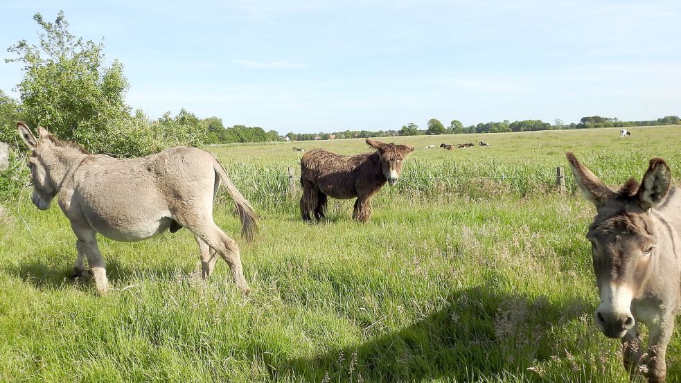 Exotische Tierwelt: Wenn in Ostfriesland Esel neben Trampeltieren ...