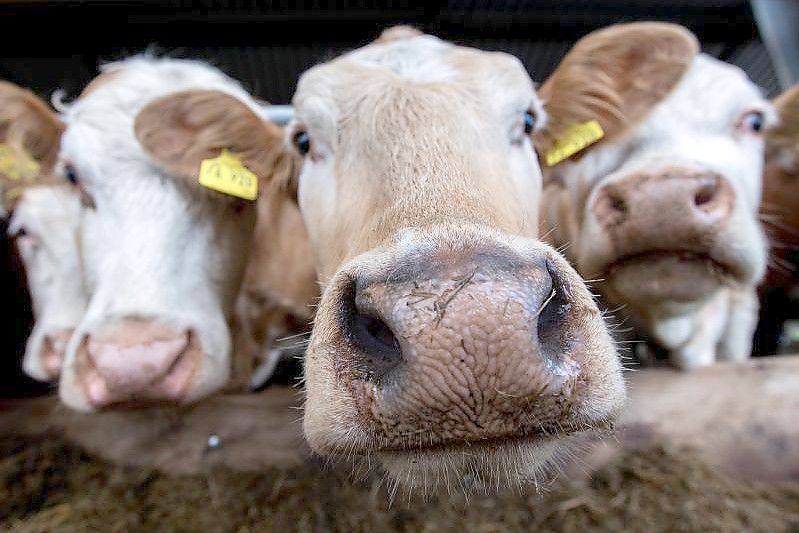 Aldi will Billigfleisch verbannen - Umstellung bis 2030 - Ostfriesen ...