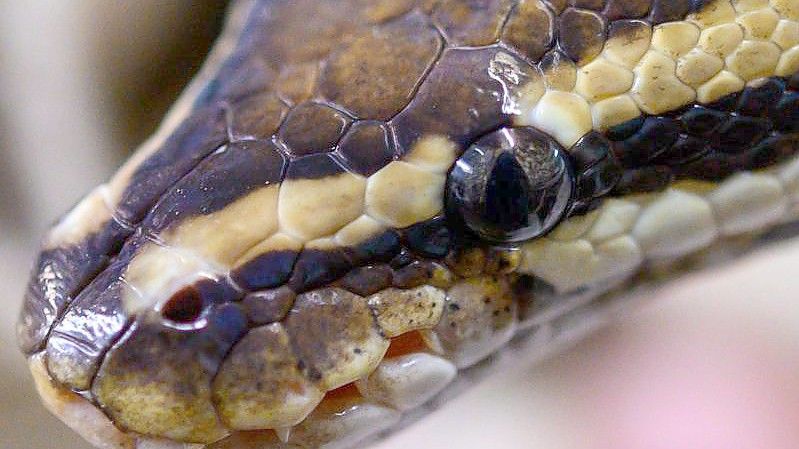 Vermisste Python-Schlange in Japan wieder da - Ostfriesen-Zeitung