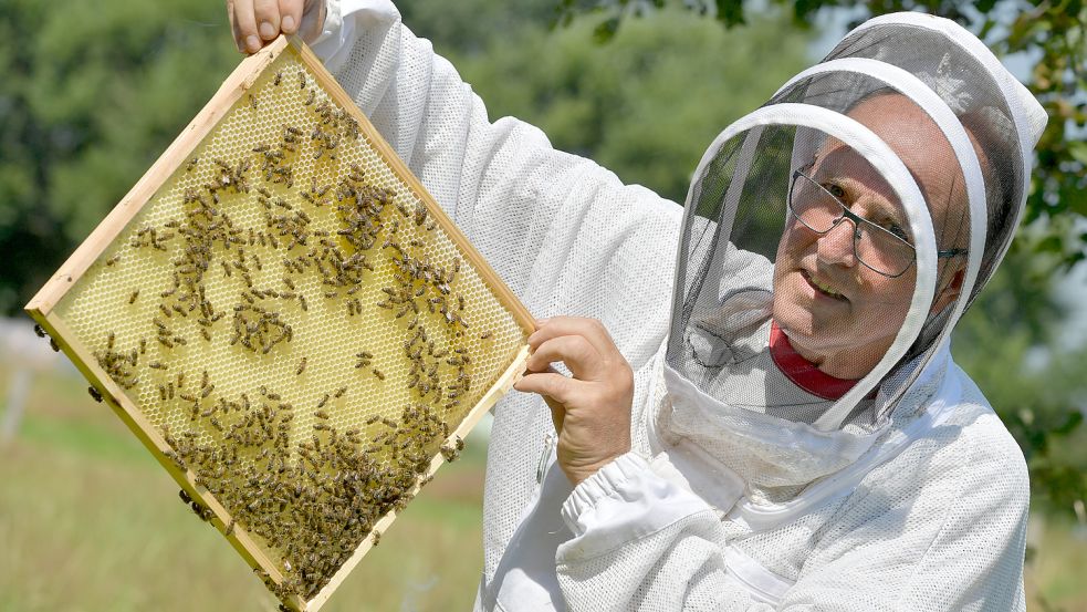 Honigbienen in Ostfriesland: Jetzt müssen die Imker gemeinsam gegen die ...
