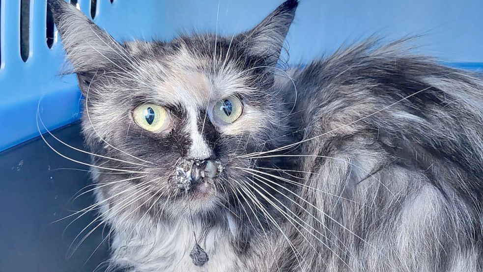 Nach Doppelhaus-Brand: Drei Katzen bei Feuer in Rhaudermoor schwer ...