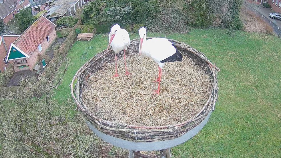 Störche beziehen die Nester: Darum sind „Lukas“ und „Lisa“ viele Wochen ...