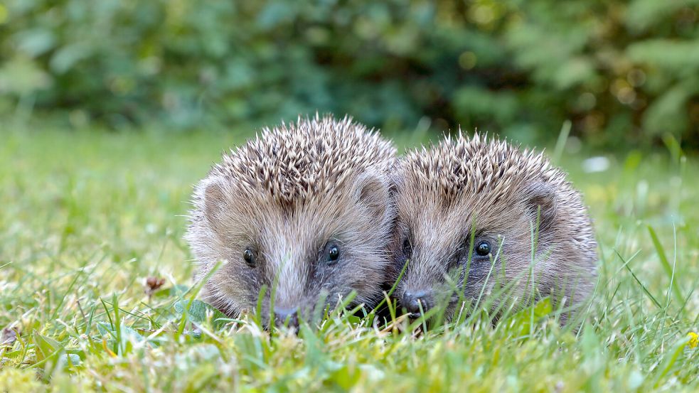 Berlin: Igel-Nachwuchs im Juli - das sollten Gartenbesitzer jetzt ...