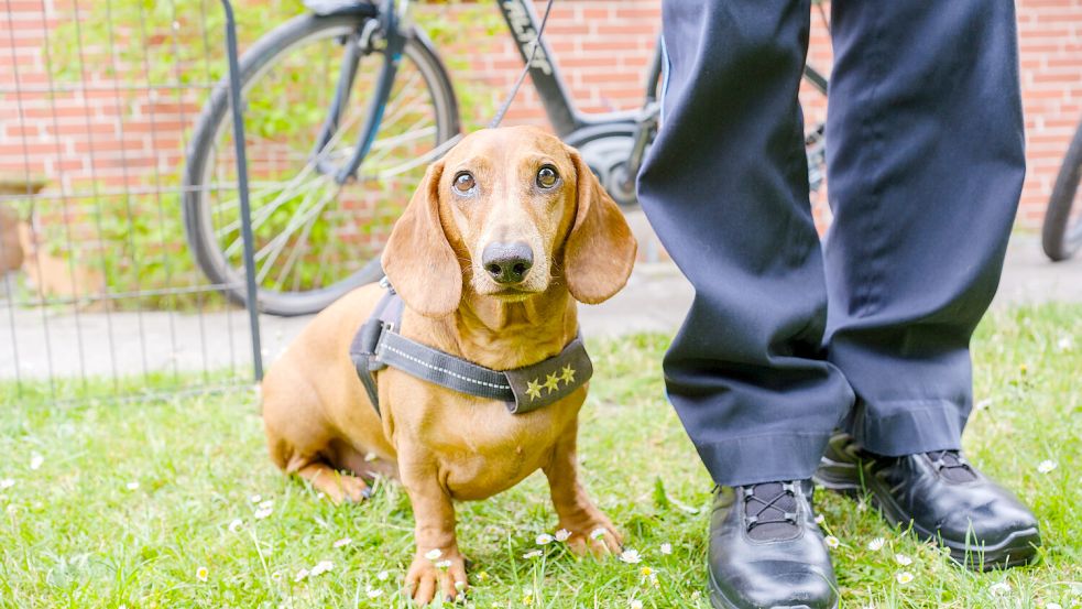 Spiekeroog: Er ist der bekannte bunte Hund: Spiekeroogs „Polizei“-Dackel Hubert - Ostfriesen-Zeitung