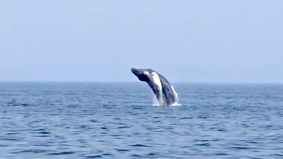Buckelwal in der Nordsee: Spur des Buckelwals verliert sich bei Wangerooge - Ostfriesen-Zeitung