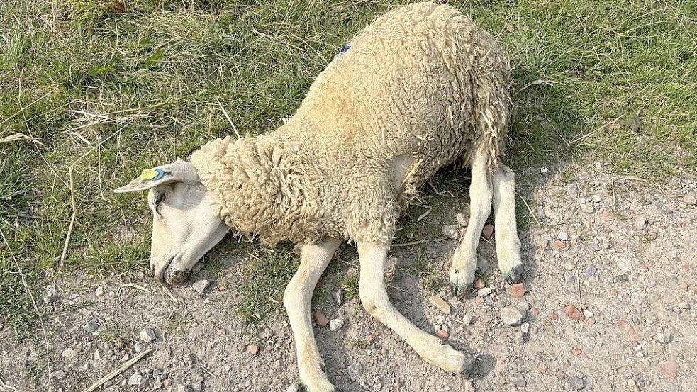 Tierseuche in Ostfriesland: Zehn Fakten über die Blauzungenkrankheit ...