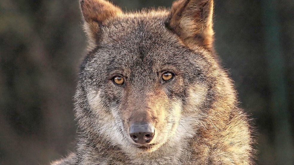 Deichacht schlägt Alarm: Wolf reißt mehrere Schafe auf dem Emsdeich ...
