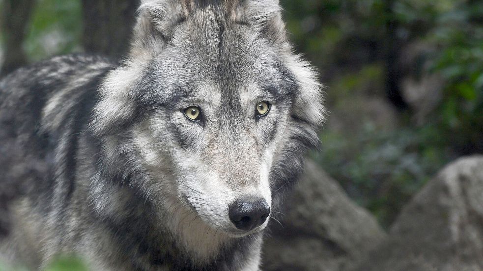 Eilantrag gegen Schnellabschuss: Bremsen Wolfsschützer die Jagd in ...
