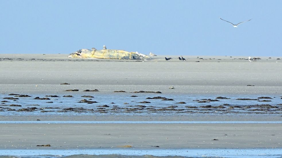 Neues vom Buckelwal auf Minsener Oog: Wer labt sich denn alles am Wal-Kadaver? - Ostfriesen-Zeitung