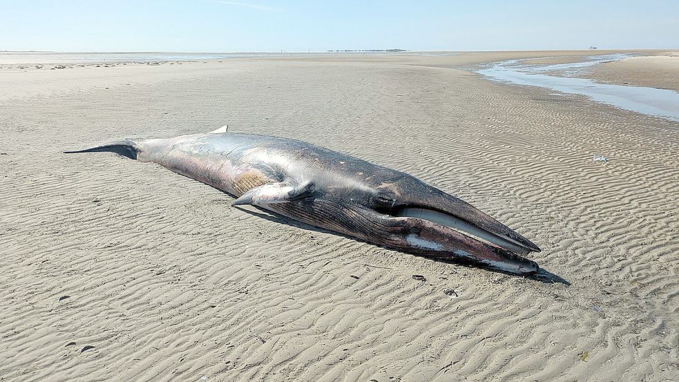 Fund auf Minsener Oog: Erneut Wal auf Insel bei Wangerooge gestrandet - Ostfriesen-Zeitung
