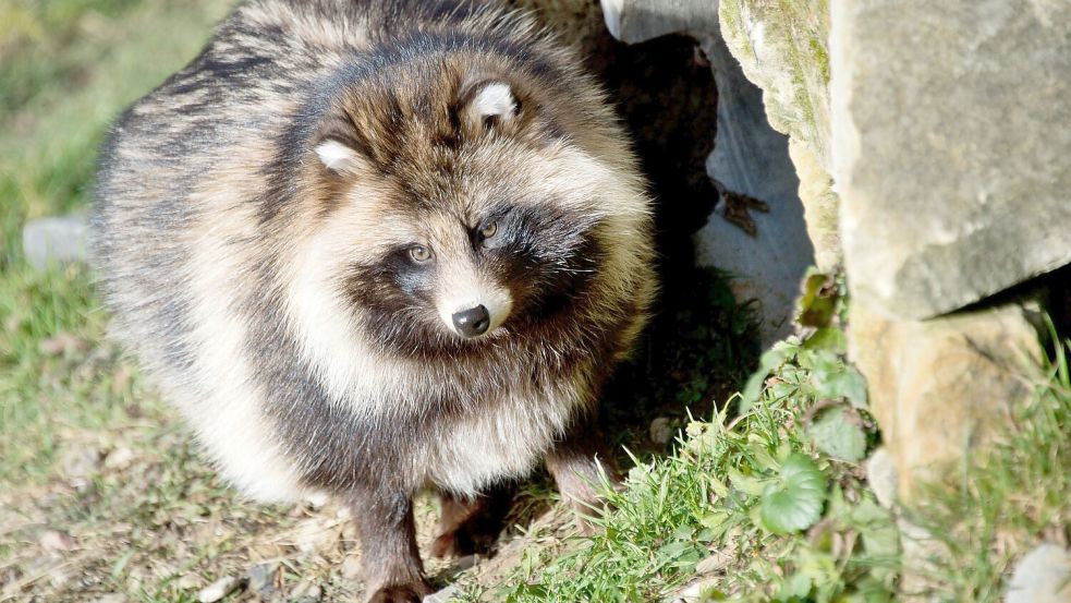 Ökosystem: Neue Tierarten erobern Ostfriesland - Ostfriesen-Zeitung