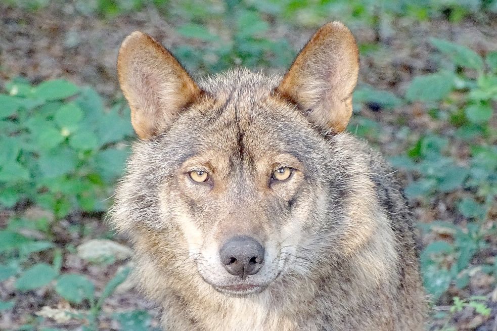 Wolf im Kreis Leer? Land prüft Verdacht - Ostfriesen-Zeitung